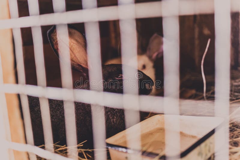 Rabbit in the cage. stock photo. Image of beautiful, agriculture - 98394120