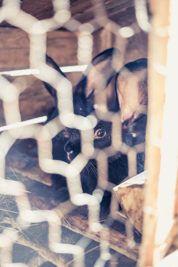Rabbit in the cage. stock photo. Image of family, iron - 98534660