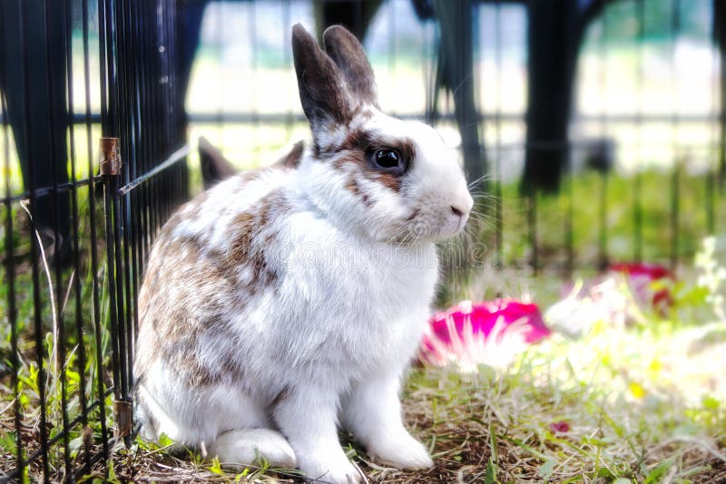 Rabbit in the cage. Bunny. stock photo. Image of environment - 45037368