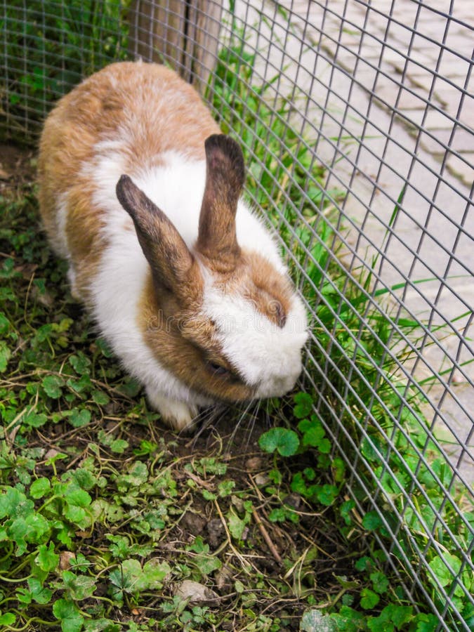 Rabbit in a cage stock photo. Image of domestic, brown - 305871374