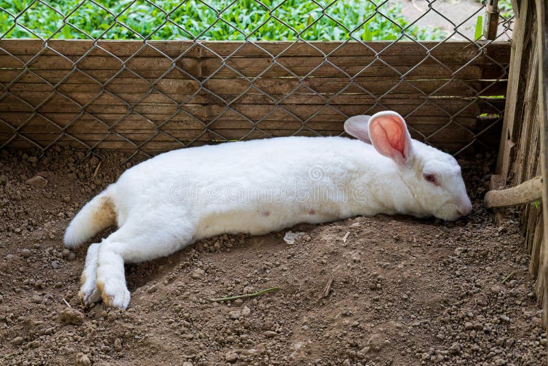 Rabbit in a Cage, Cute White Bunny Rabbit. Pet White Rabbit Rabbit ...