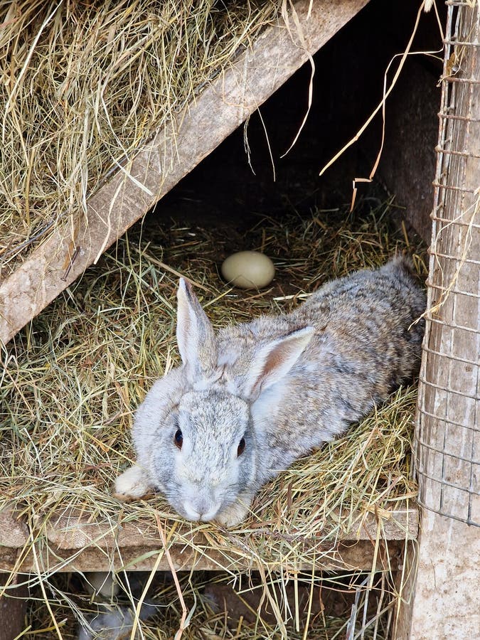 A Rabbit in a Rabbit Cage and an Egg Stock Photo - Image of domestic ...