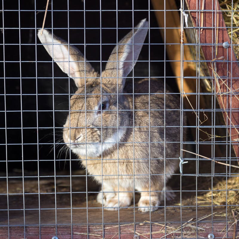 Rabbit in a cage stock image. Image of husbandry, rabbits - 40090675
