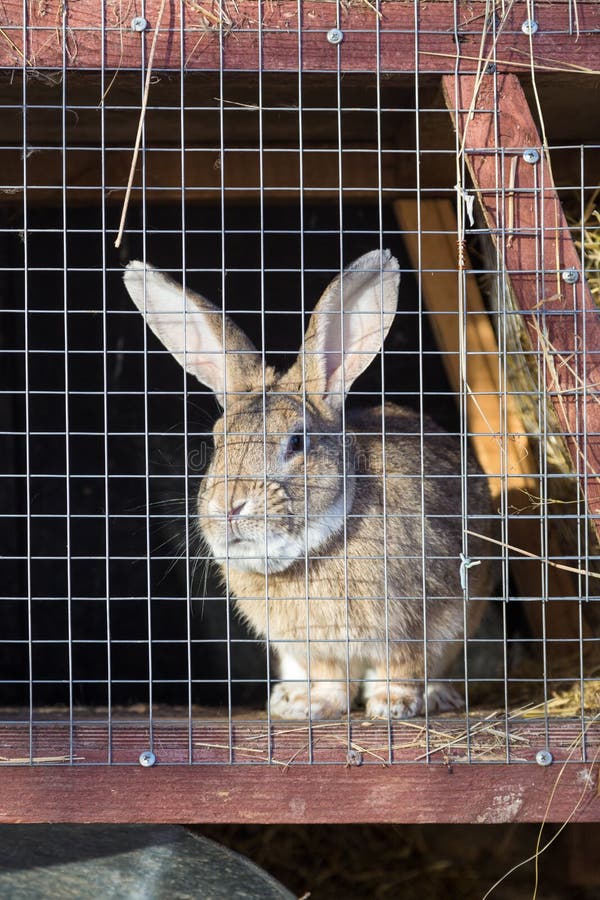 Rabbit in a cage stock image. Image of husbandry, rabbits - 40090675