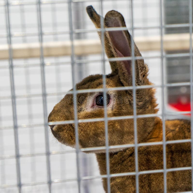 Rabbit Farm. Rabbit in the Cage. Stock Image - Image of beautiful ...