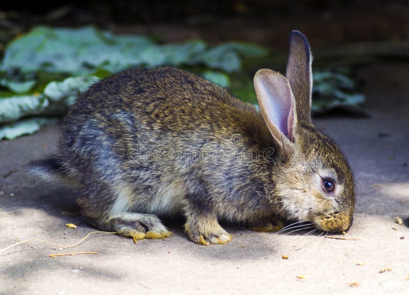 Rabbit in the Cage Rabbit Small Rabbit, Small Bunny. Rabbit Stock Image ...