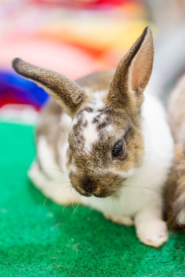 Rabbit on the Cage in the Store Editorial Image - Image of cute, animal ...