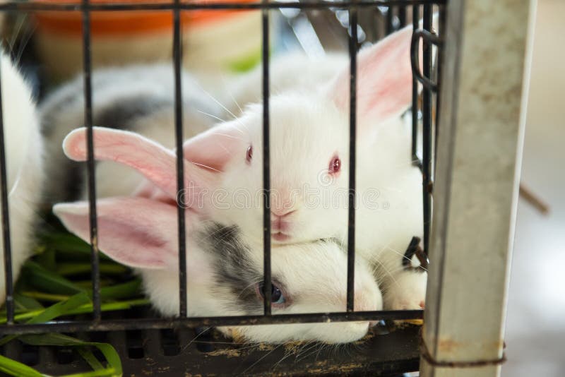 Rabbit in the Cage.thailand. Stock Image - Image of thailand, fuzzy ...