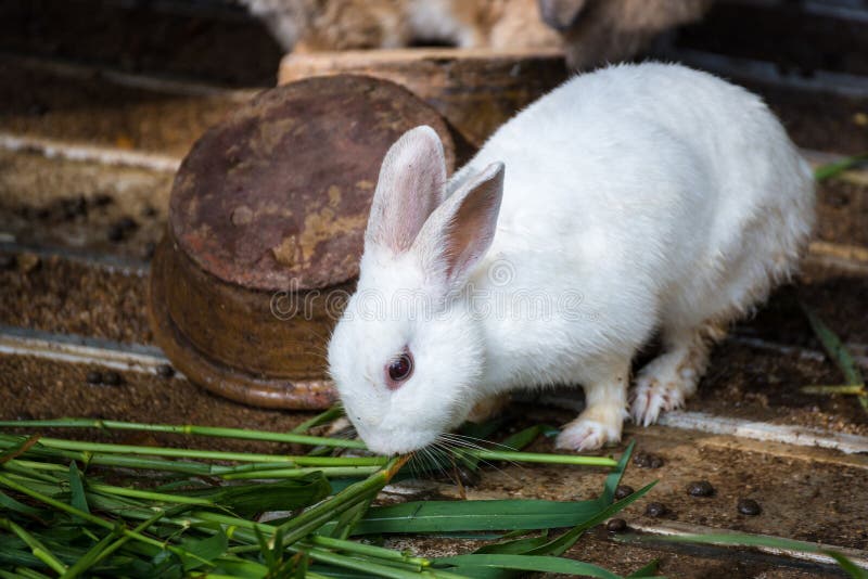Rabbit in the Cage.thailand. Stock Image - Image of friendly, hare ...