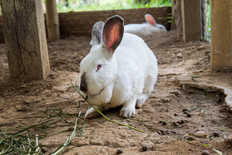 Rabbit in a Cage, Two Cute White Bunny Rabbits. Pet White Rabbit ...