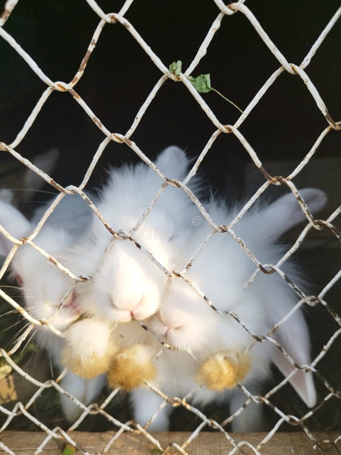 Rabbit in a cage stock photo. Image of food, plants - 309729822