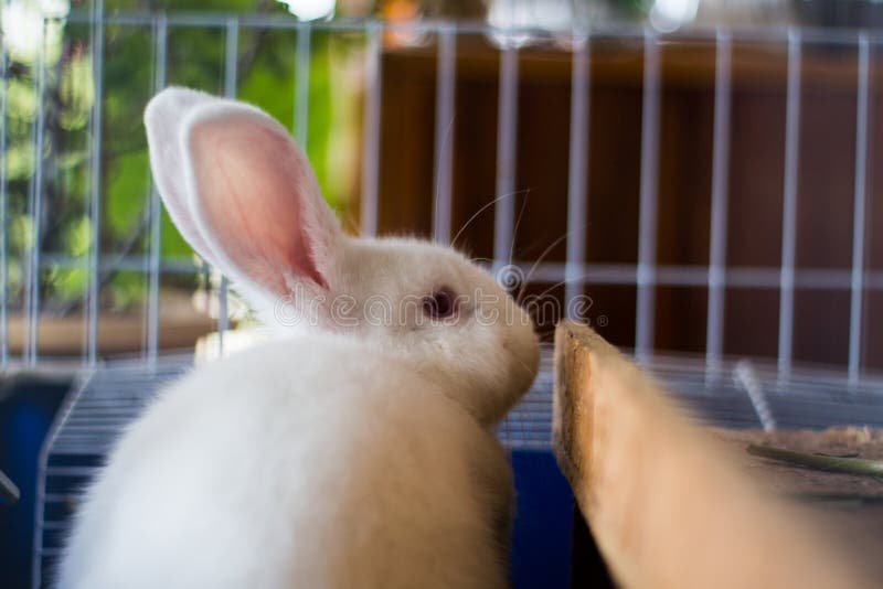 Rabbit in cage stock image. Image of domestic, mammal - 96200995