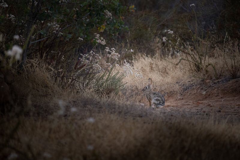 Rabbit Camouflaged in the Dry Valley Stock Image - Image of woods ...