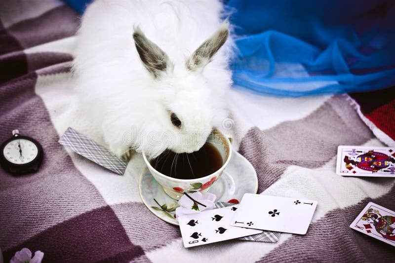 4,510 Crazy Rabbit Stock Photos - Free & Royalty-Free Stock Photos from ...