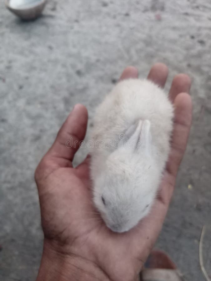 Rabbit Care Tips, Best Rabbit Breeds for Pets, Rabbit Diet and ...