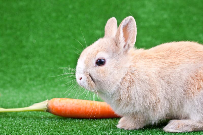 Funny rabbit and carrot stock photo. Image of close, clean - 13499308