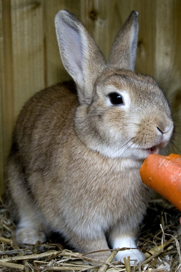 Rabbit with a carrot stock image. Image of sitting, white - 29421673