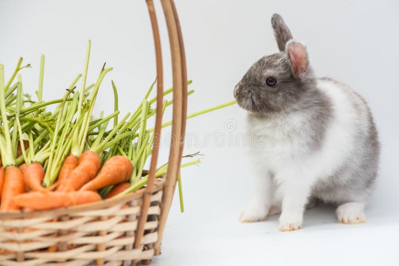 Rabbit with Carrot Basket Isolate on White Background. Home Decorative ...