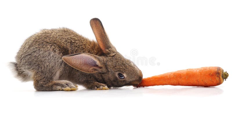 Rabbit with a carrot stock image. Image of sitting, white - 29421673