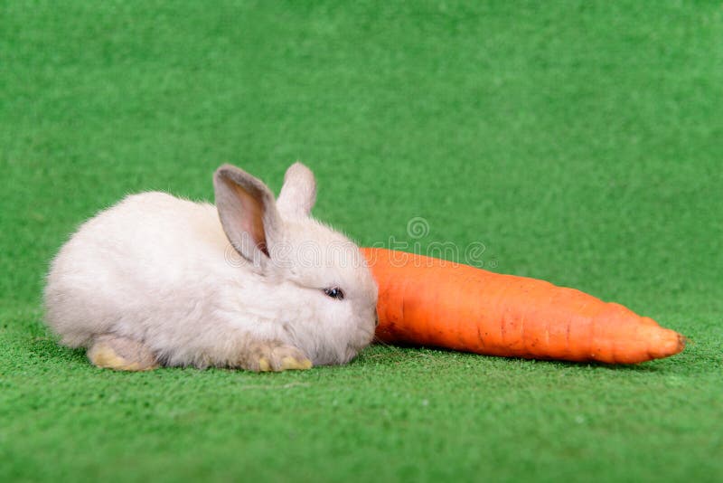 White Bunny Eating Grass and Carrots Stock Photo - Image of cuddly ...
