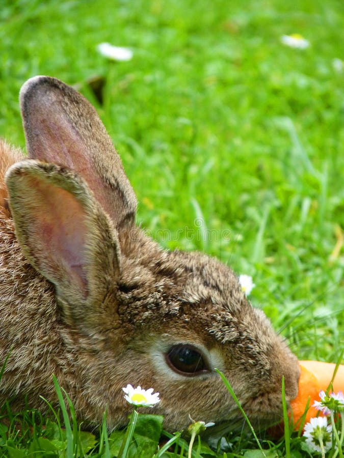 Rabbit with carrot stock photo. Image of bunny, fertile - 266498116