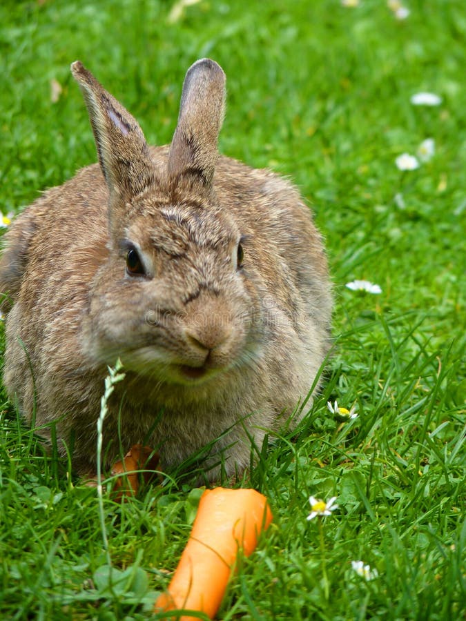 Rabbit with carrot stock image. Image of rabbit, springtime - 369694293
