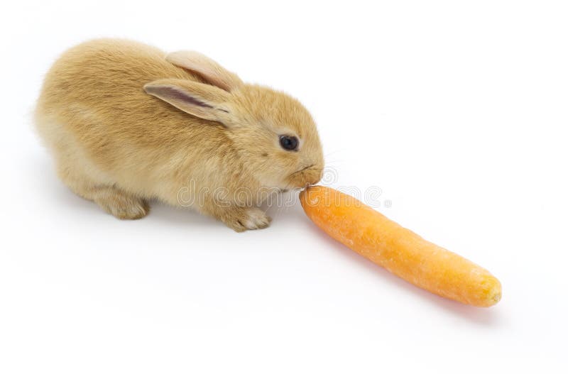 Bunny with festive carrot stock image. Image of animal - 1849573