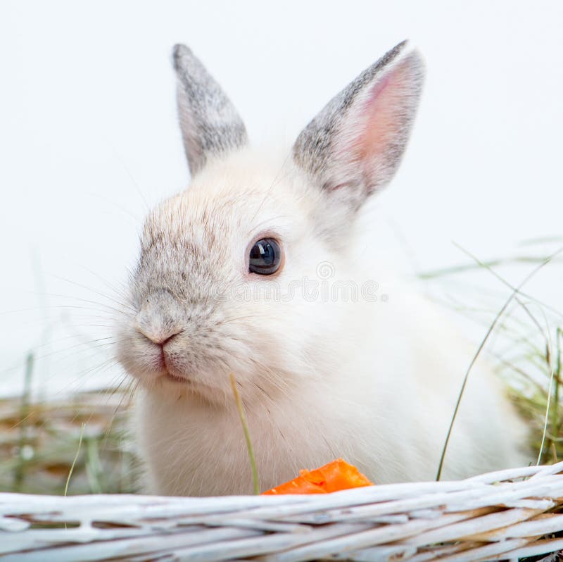 Rabbit with carrot stock image. Image of tpretty, clean - 33278553