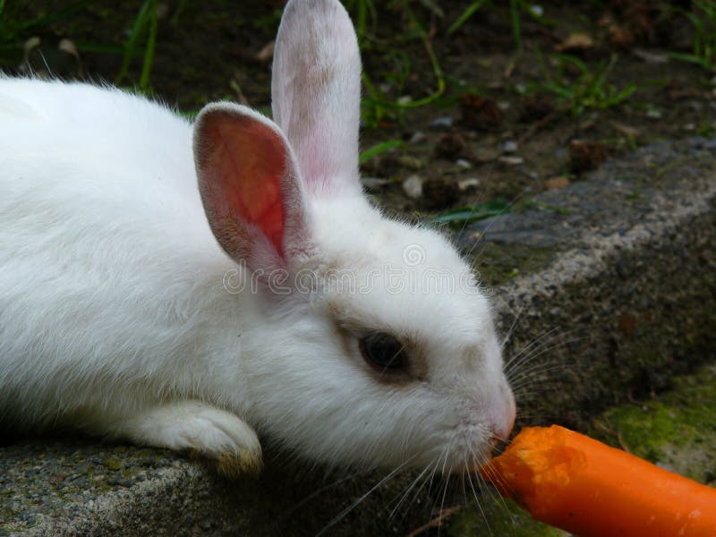 Rabbit with carrot stock image. Image of green, chipmunk - 369694927
