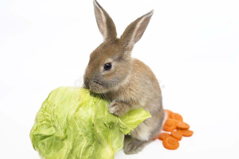 Rabbit with Carrots and Cabbage Stock Photo - Image of cabbage, carrots ...