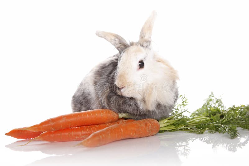 Rabbit with carrots stock image. Image of isolated, joke - 39280343