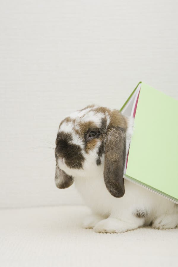 653 Book Hare Stock Photos - Free & Royalty-Free Stock Photos from ...