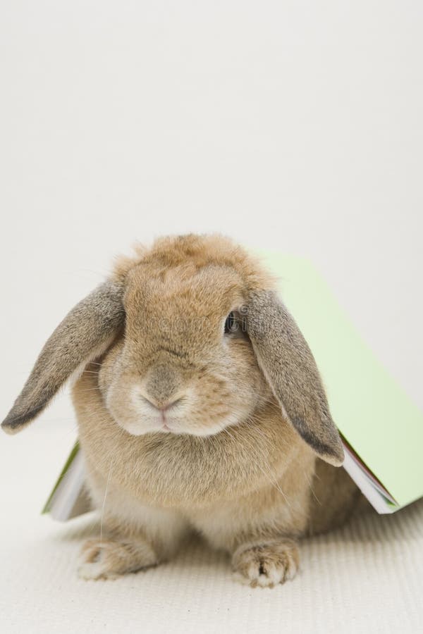 495 Book Hare Stock Photos - Free & Royalty-Free Stock Photos from ...