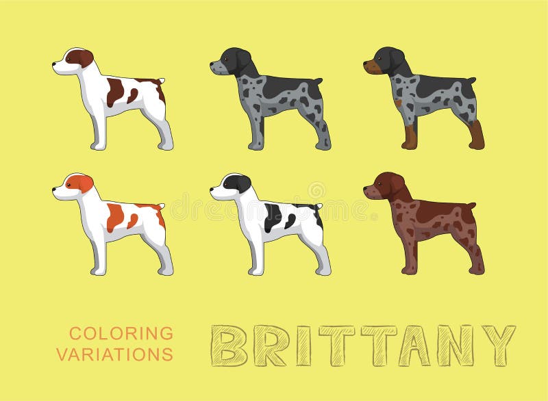 Dog Brittany Coloring Variations Cartoon Vector Illustration Stock ...