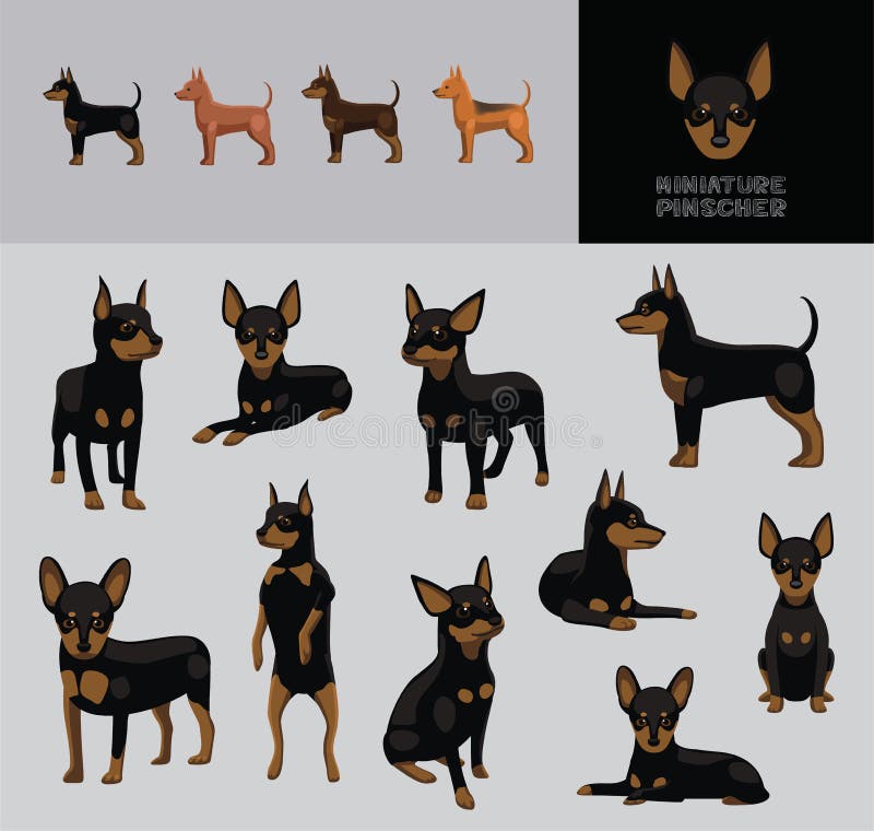 Dog Miniature Pinscher Cartoon Vector Illustration Color Variation Set ...