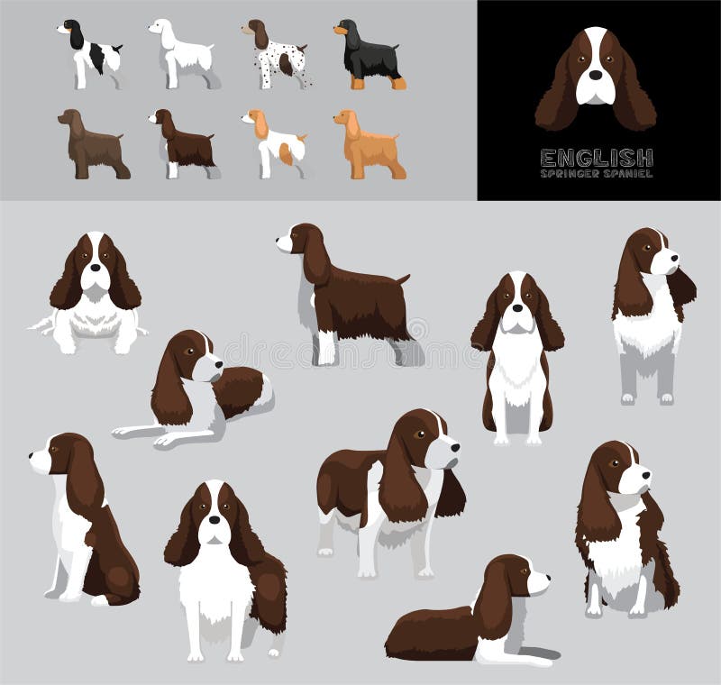Dog English Springer Spaniel Cartoon Vector Illustration Color ...