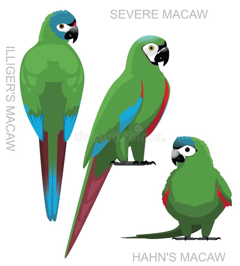 Cute Bird Mini Macaw Parrot Set Cartoon Vector Stock Vector ...