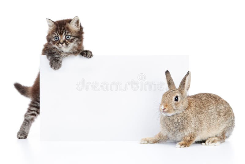 Rabbit and cat stock image. Image of isolated, white - 11644187
