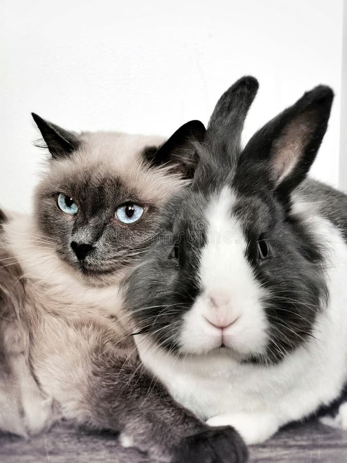 Rabbit stock photo. Image of monochrome, sketch, mammal - 185372596