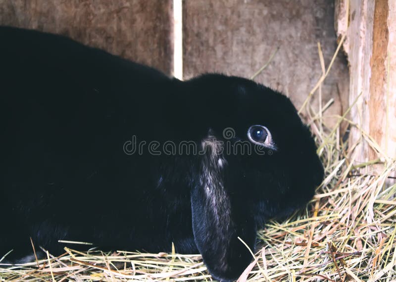 Rabbit in cell stock photo. Image of rabbit, captivity - 84495066