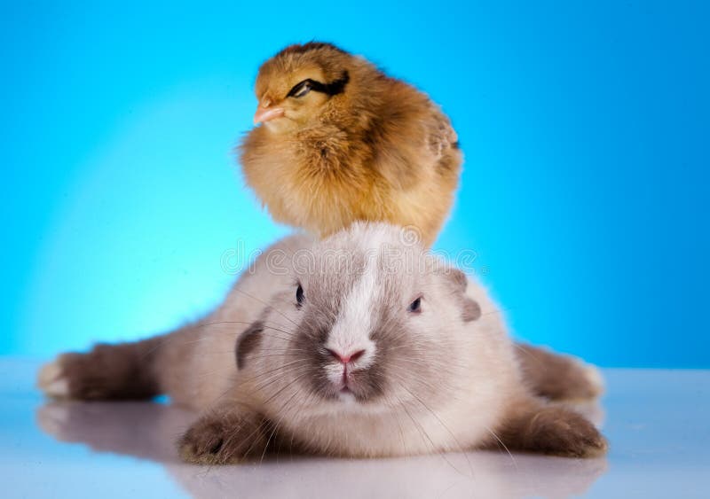 Rabbit&chick, Springtime Colorful Bright Theme Stock Photo - Image of ...