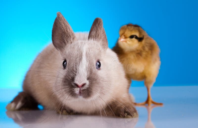 Rabbit&chick, Springtime Colorful Bright Theme Stock Photo - Image of ...