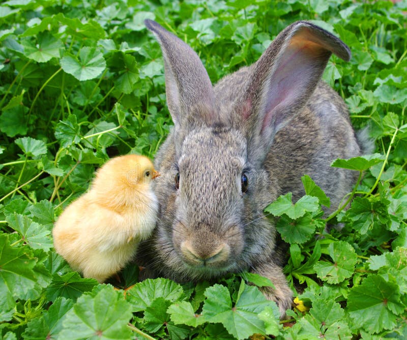 A rabbit and chicken stock photo. Image of flower, chicken - 11417202
