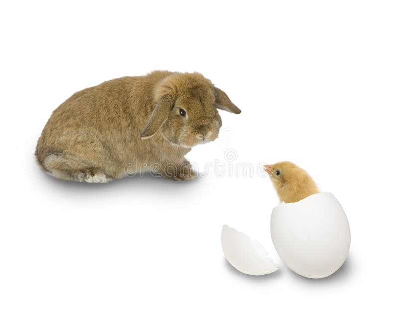 Rabbit and Chicken stock photo. Image of poultry, curious - 13458962