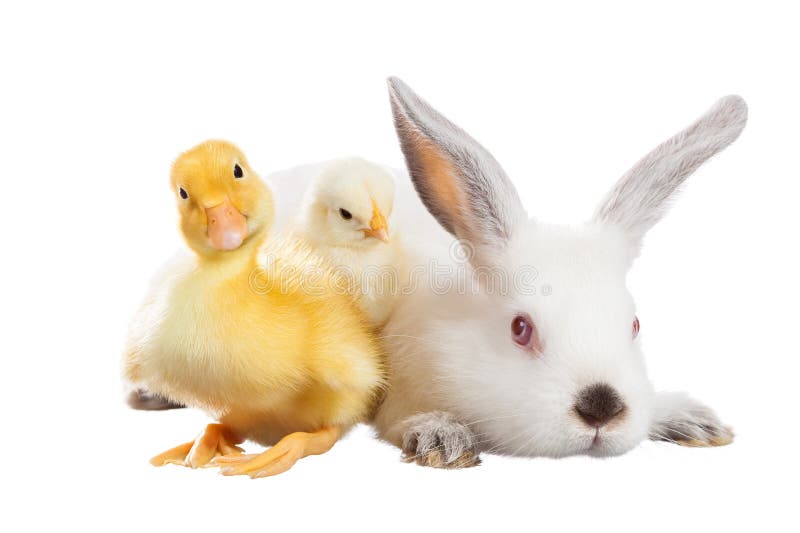 Rabbit and duck stock image. Image of white, rabbit, duck - 933309