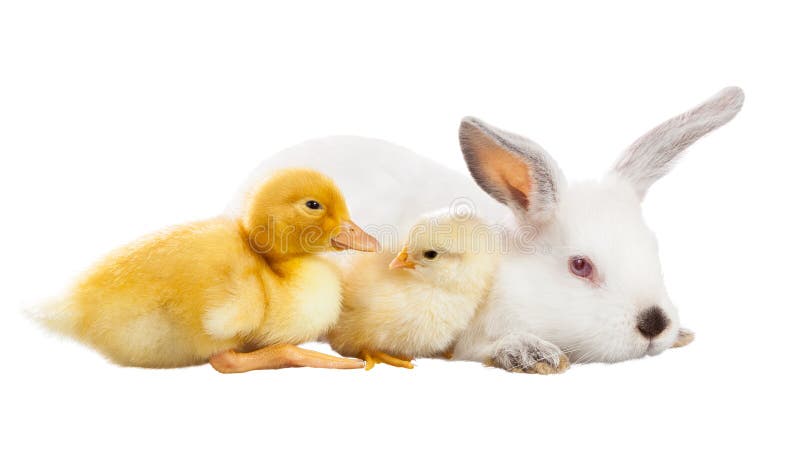 Rabbit and duck stock image. Image of parts, child, yellow - 2181053