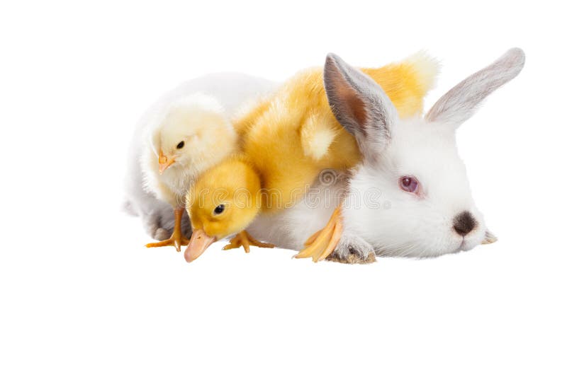 Rabbit chicken duck stock image. Image of mammal, newborn - 88373289