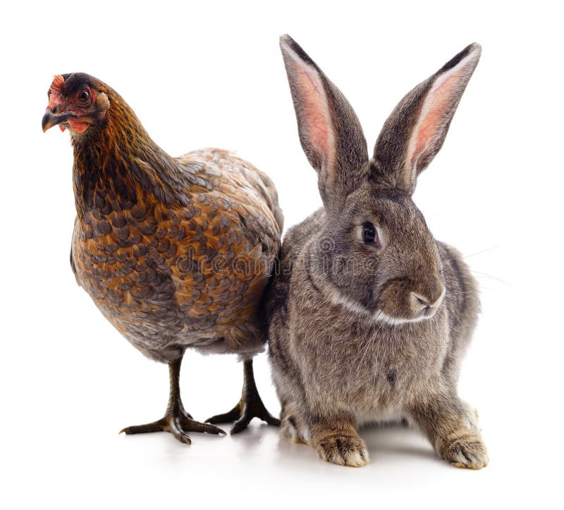 Rabbit and chicken stock image. Image of mammal, young - 172731507