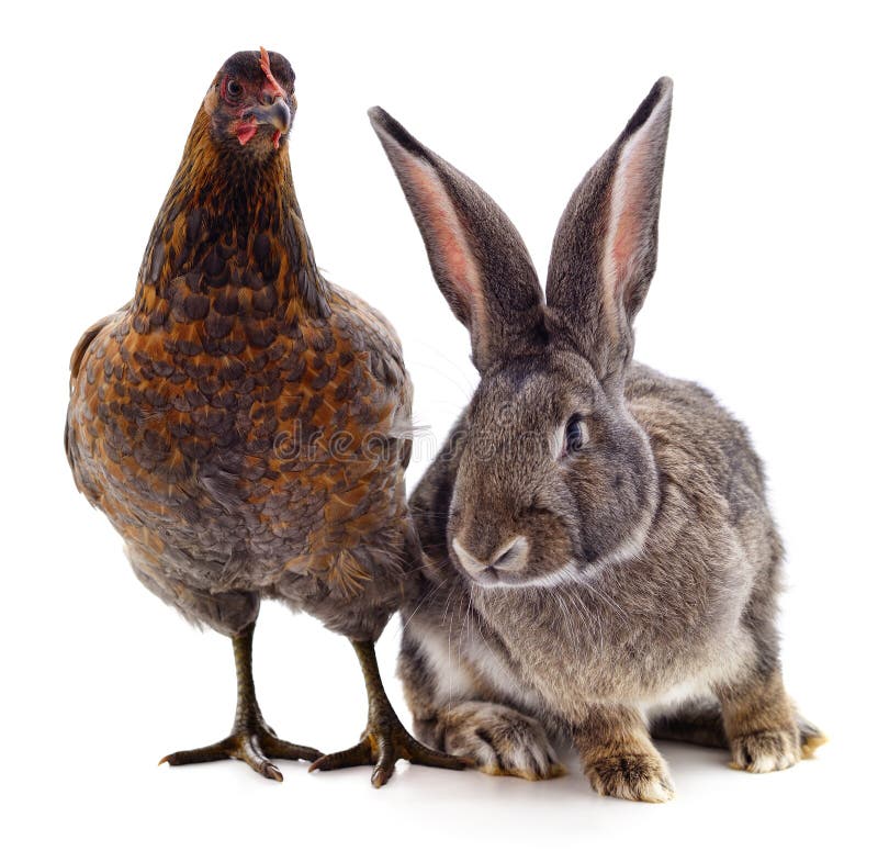 Rabbit and chicken stock image. Image of chicken, gray - 151041695