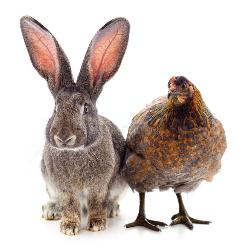 Rabbit and chicken stock image. Image of mammal, young - 172731507
